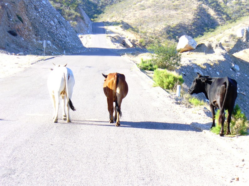 El Cardonal, Until We Couldn't Drive Anymore - One Road at a Time