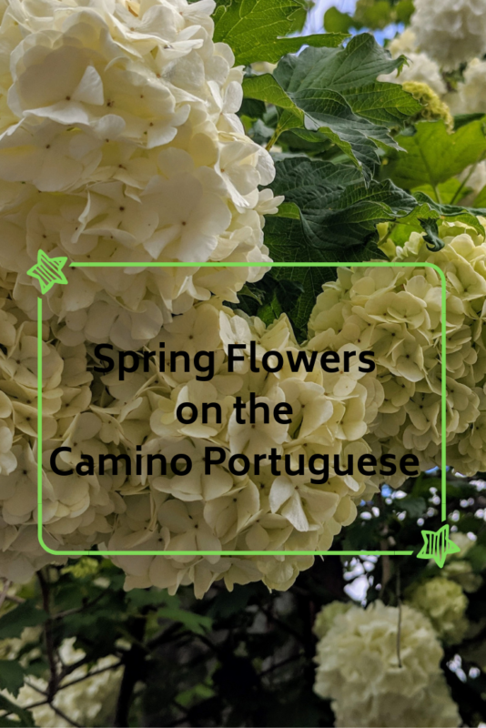 Camino Portuguese: Cobblestones & Spring Flowers - One Road at a Time