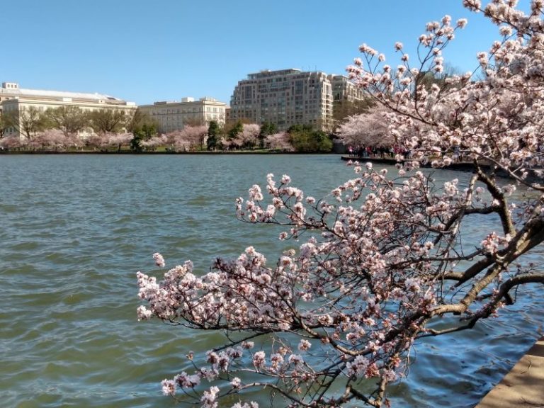 It's Cherry Blossom Time in Washington, DC - One Road at a Time