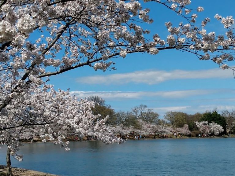 It's Cherry Blossom Time in Washington, DC - One Road at a Time