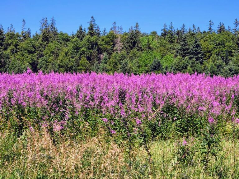 Prince Edward Island Shorts - One Last Look - One Road at a Time
